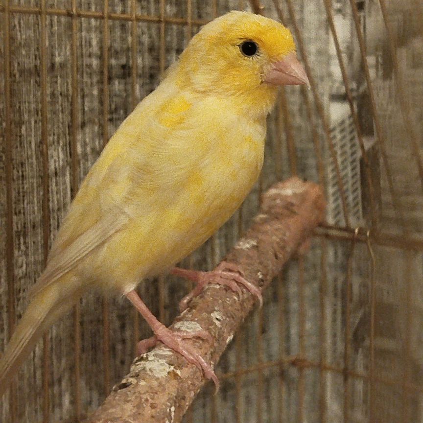 Канарейка