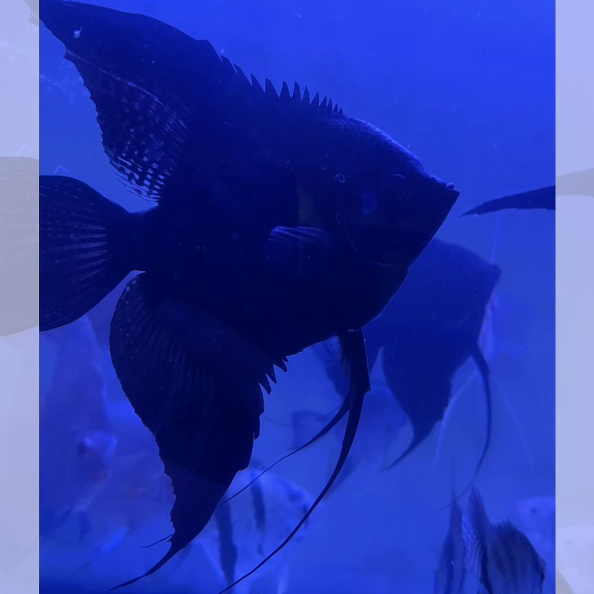 Рыба скалярия