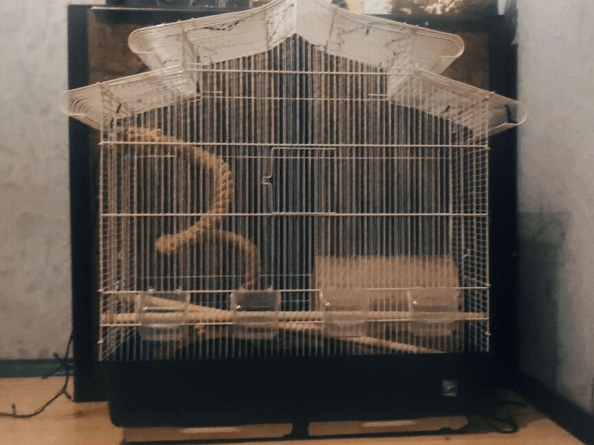 Клетка