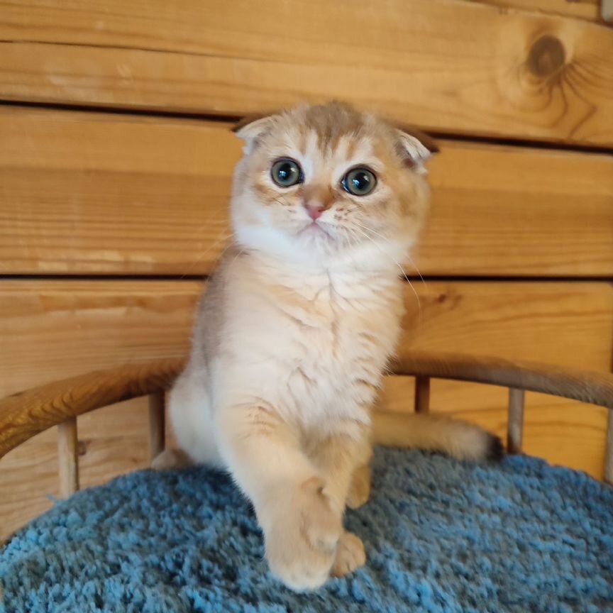 Мультяшный котик