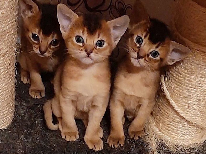 Абиссинские котята