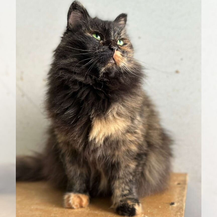 Кошка с зелеными глазами