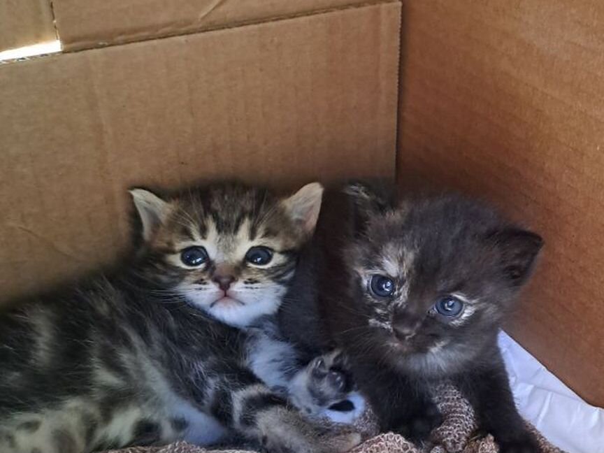 Котята в добрые руки