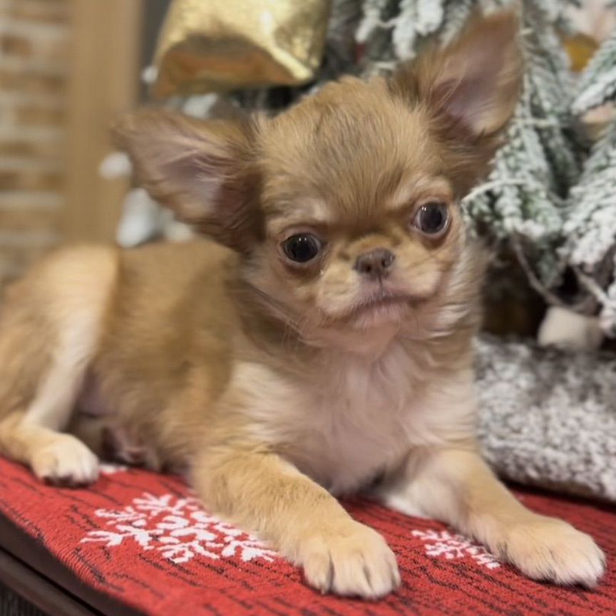 Щенки чихуахуа мини малыши