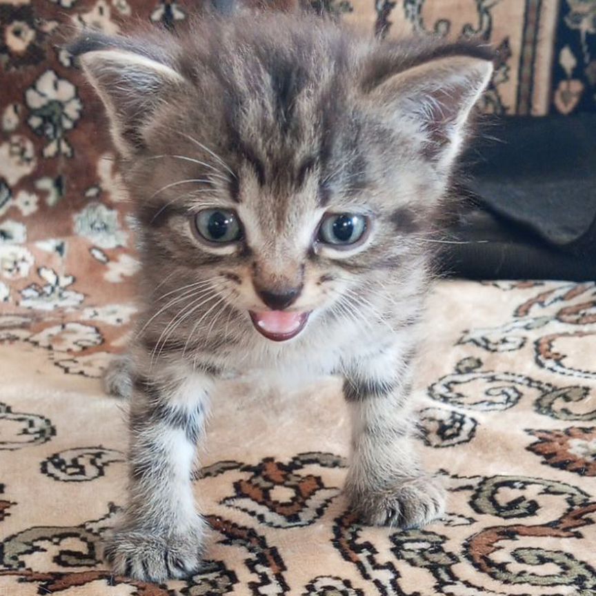 Котёнок в добрые руки