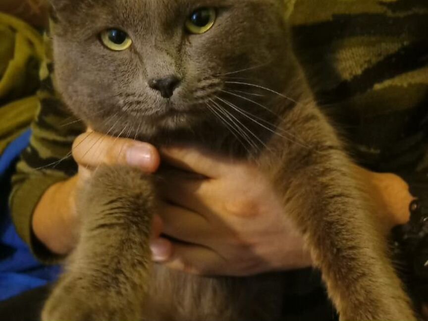 Кот русская голубая вязка бесплатно