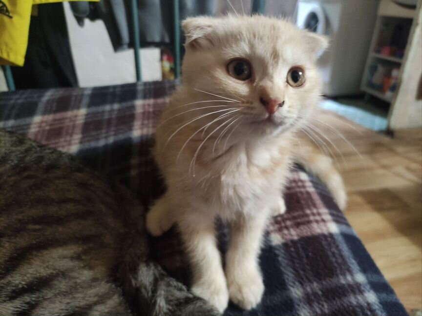 Британский котенок