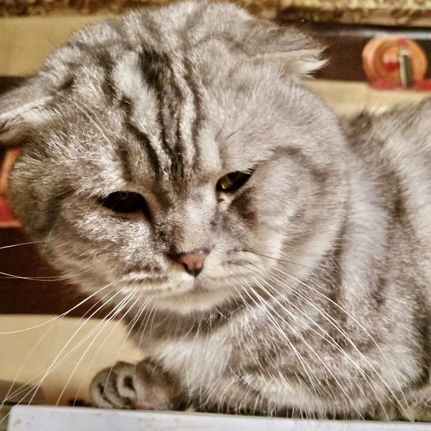 Шотландский вислоухий кот