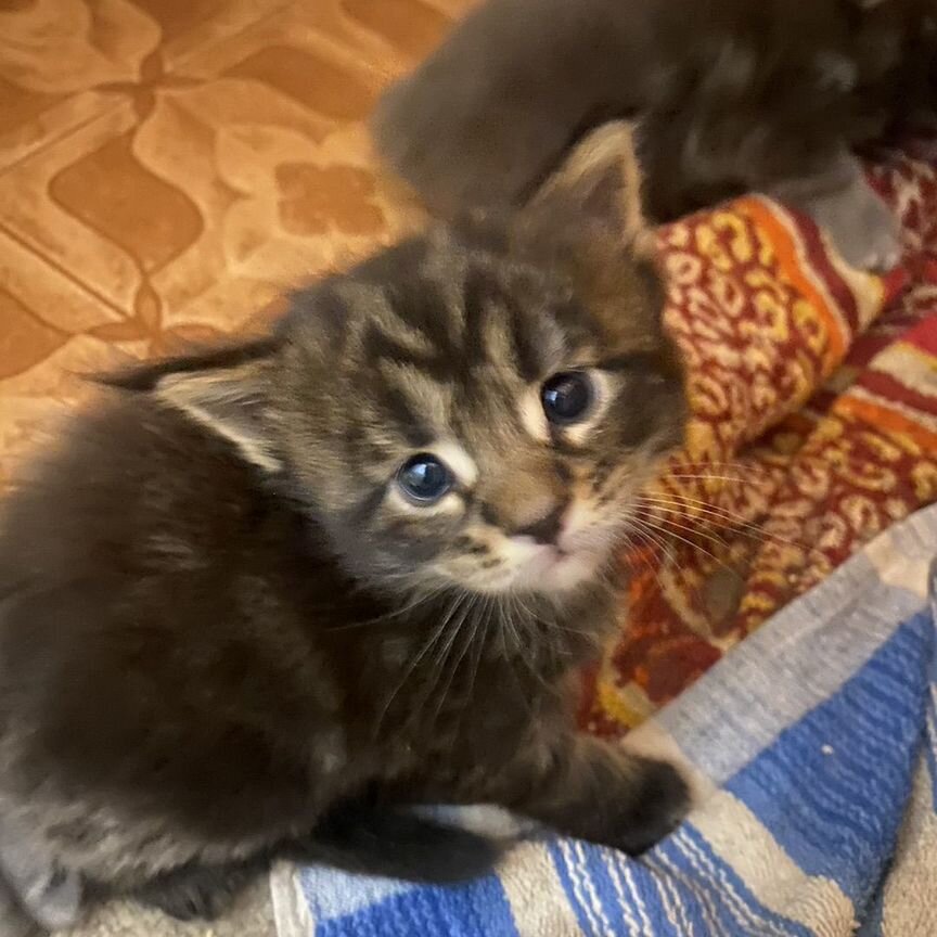 Мейн-кун котик