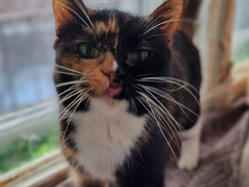 Кошка из коробки