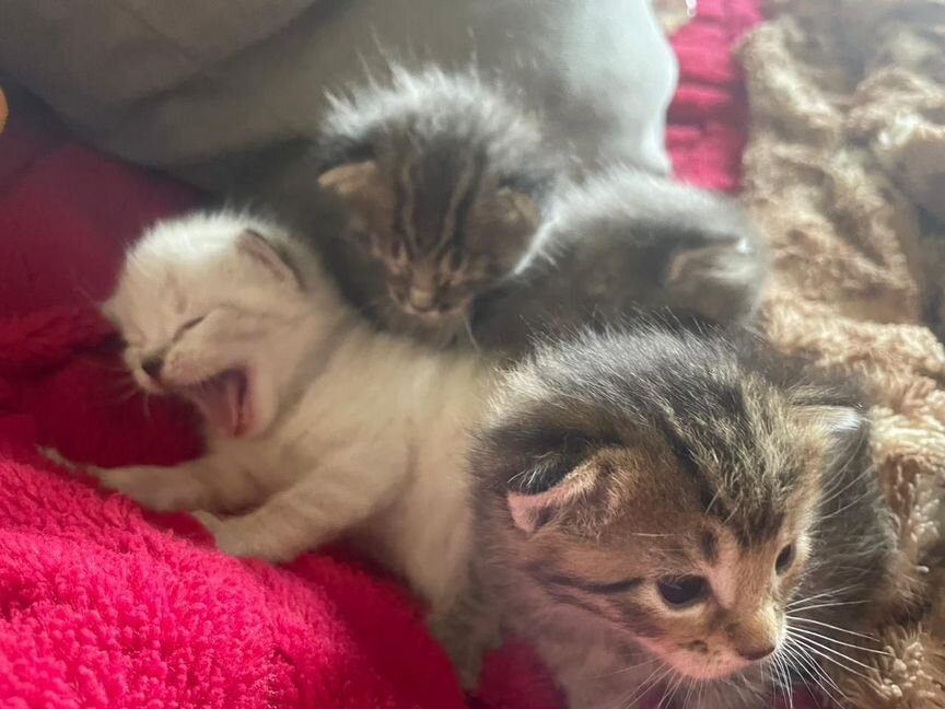 Котята