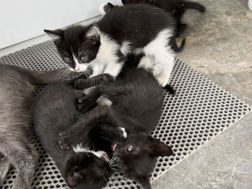 Милые котята в добрые руки