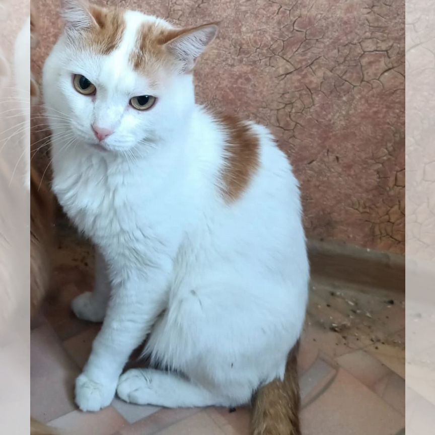 Котик кастрированный