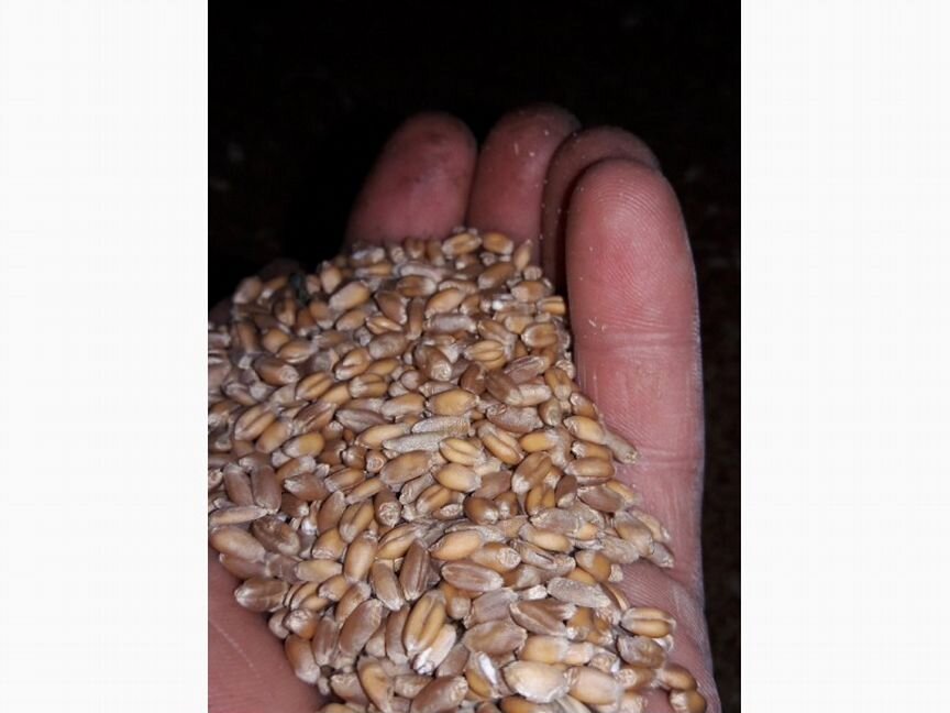 Ячмень, пшеница,третикалий