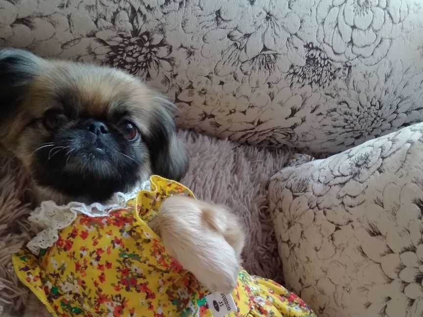 Платье на собачку, кошечку