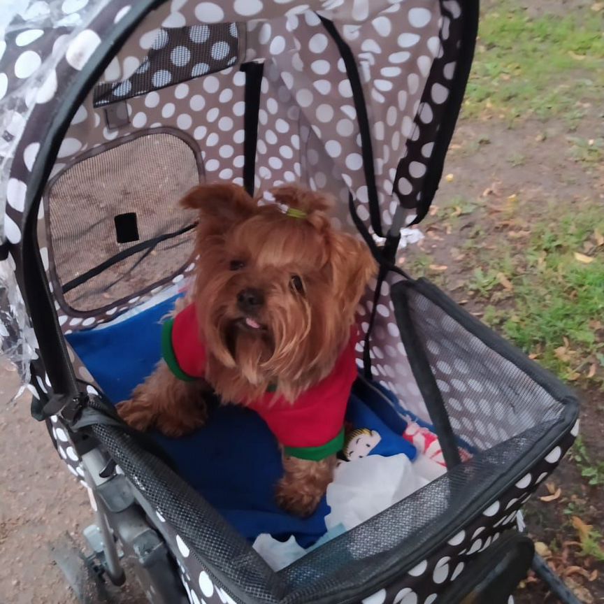 Переноска для собак на колесах