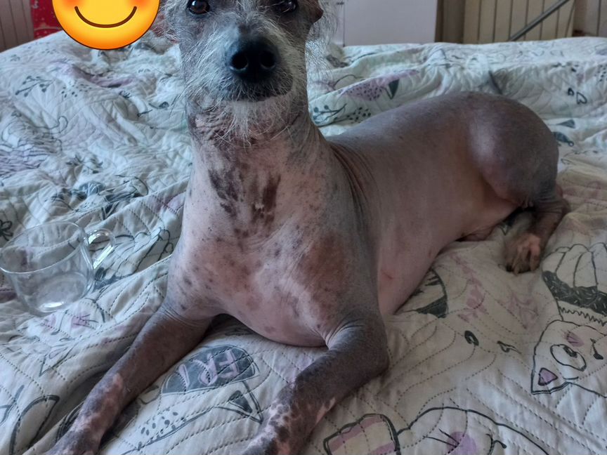 Китайская хохлатая собака