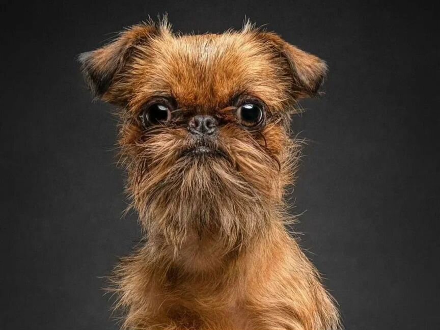 Брюссельский гриффон