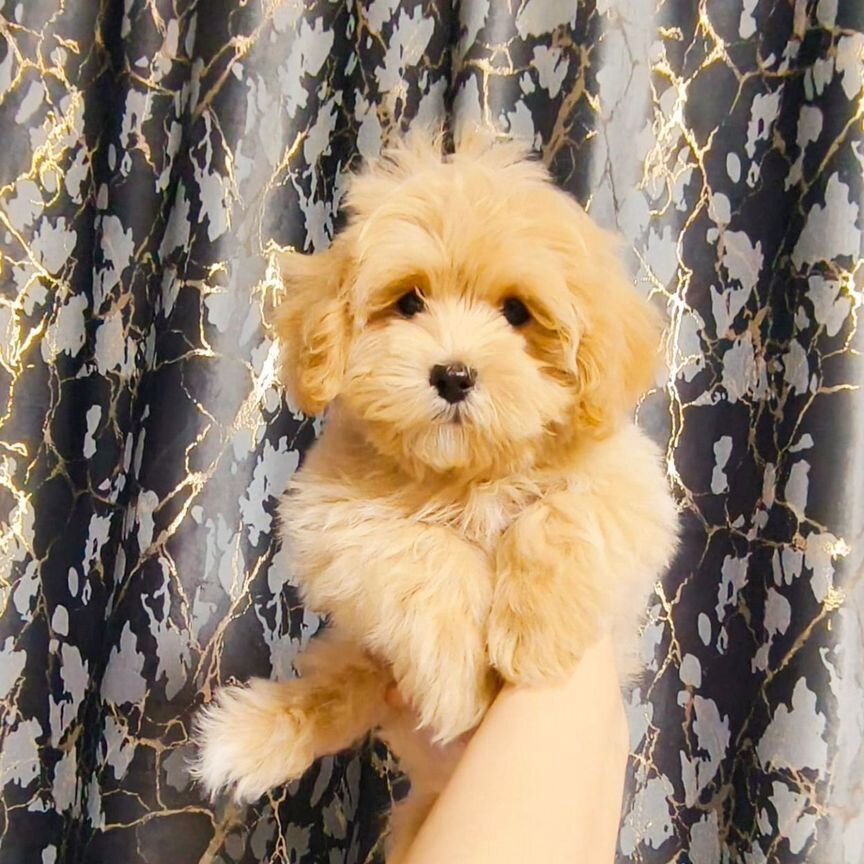 Продаются мини мальтипу F1