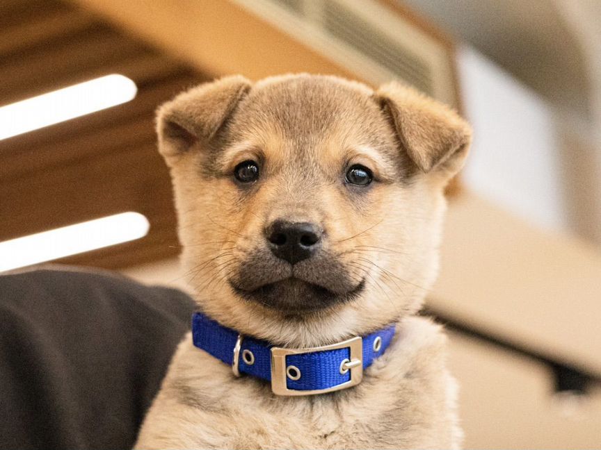 Собака в добрые руки, бесплатно