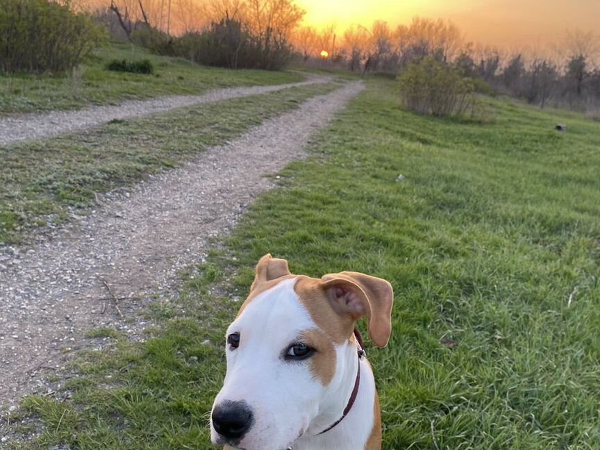 Стаффордширский терьер