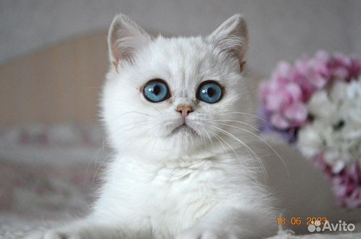 Большой выбор котят