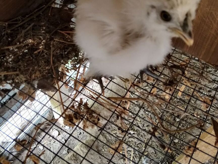 Шелковые цыплята, декоративные