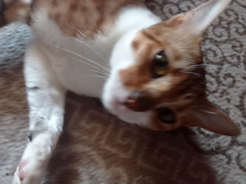 Кошка смесь бенгалки отдам бесплатно