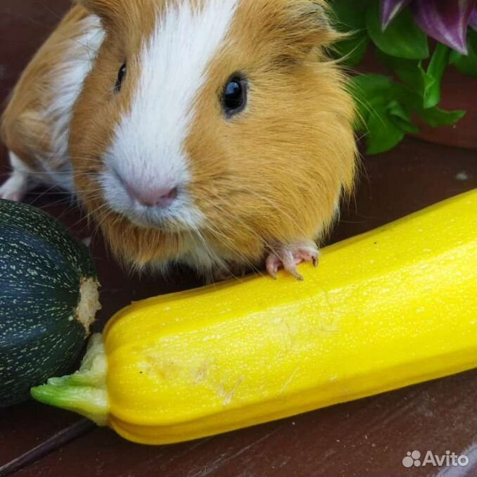 Морские свинки в дар