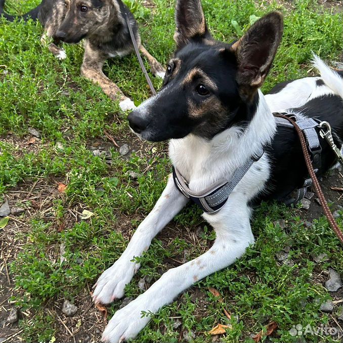 Стеша в добрые руки