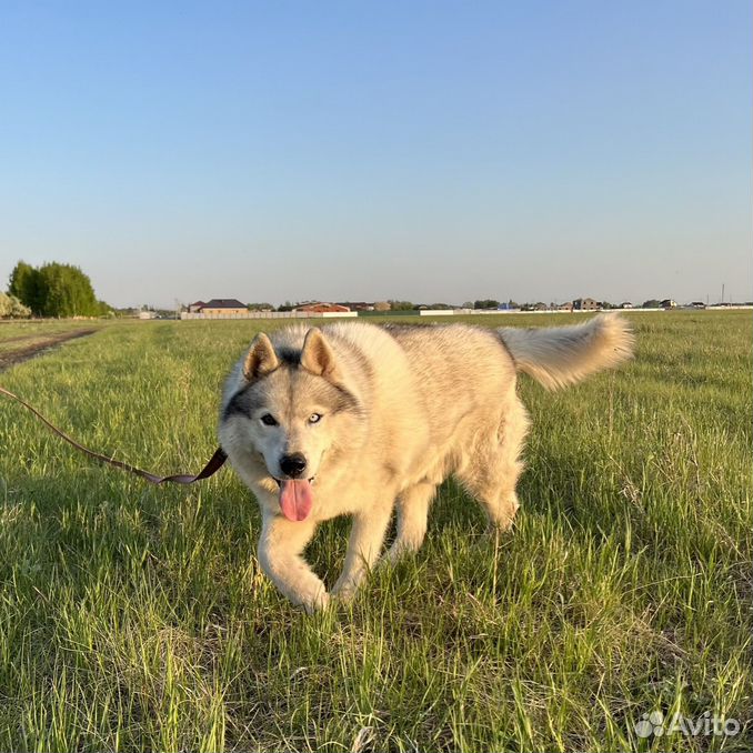 Собака хаски мальчик