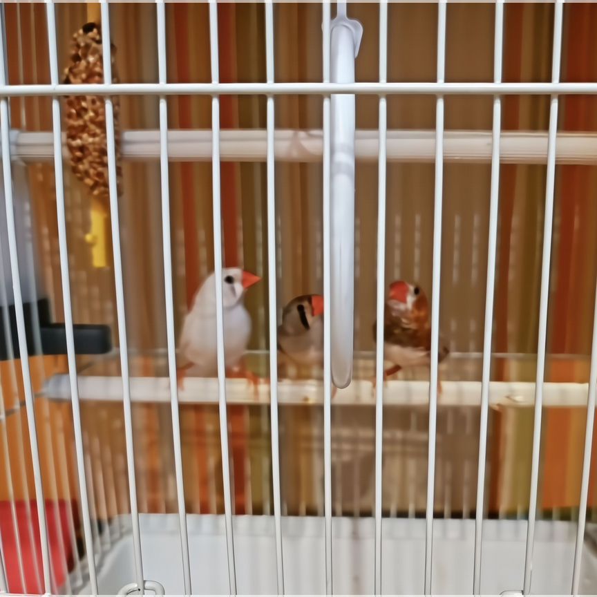 Зебровые амадины