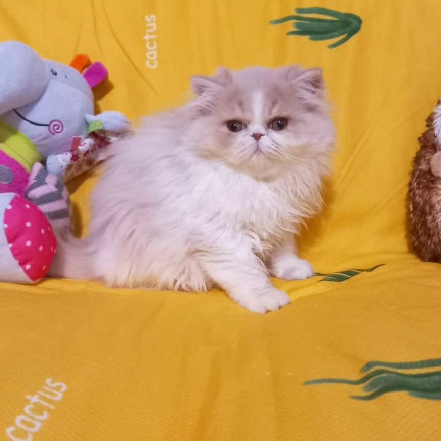 Персидский кот