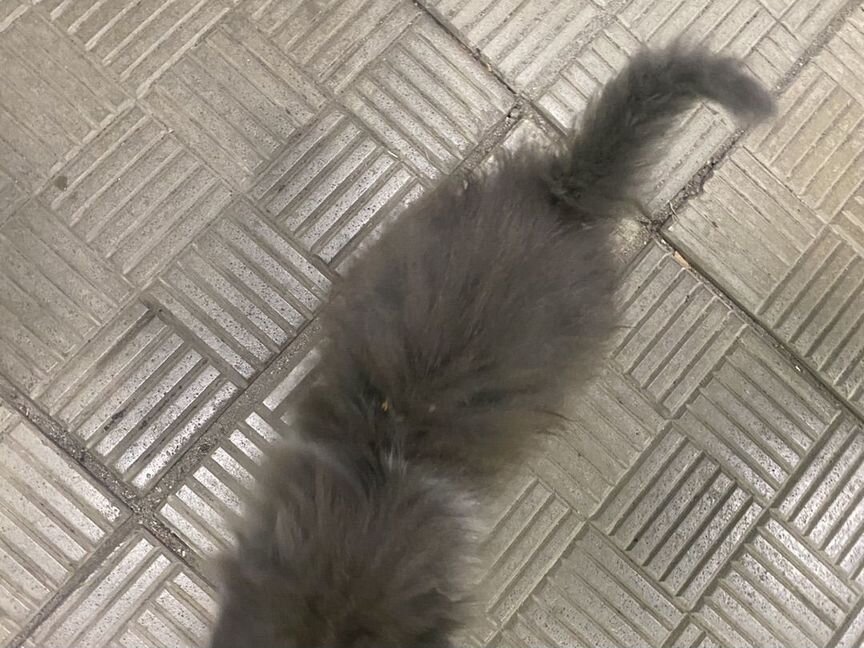 Отдам котика в добрые руки бесплатно