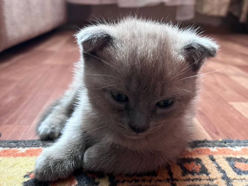 Британская кошка