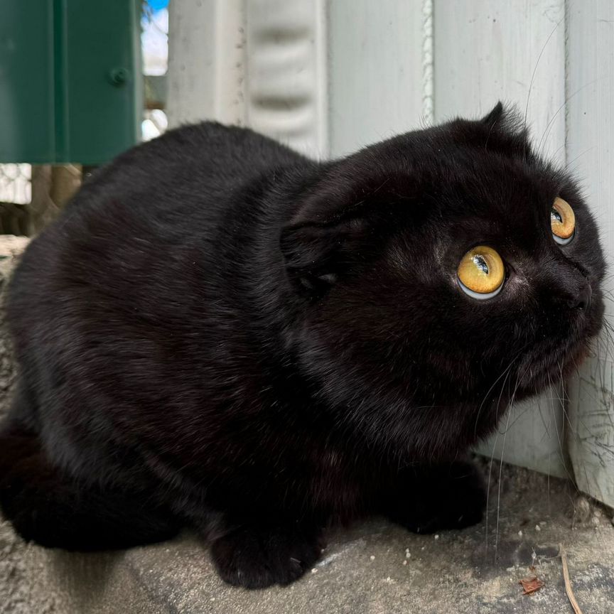 Мальчик 1 год шотландец