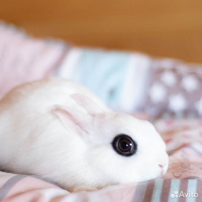Карликовый кролик хотот самочка
