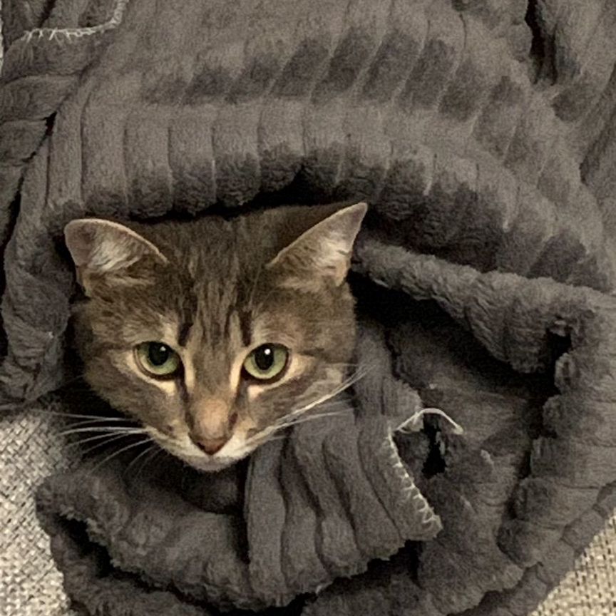 Котенок девочка в добрые руки