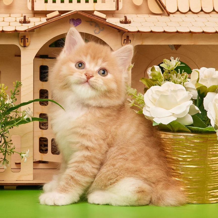 Мирабелла. Котёнок. Курильский бобтейл