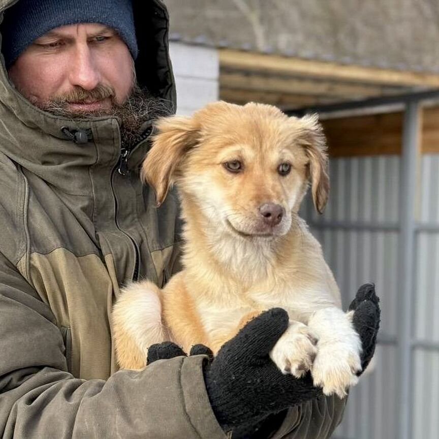 Щенок в добрые руки бесплатно