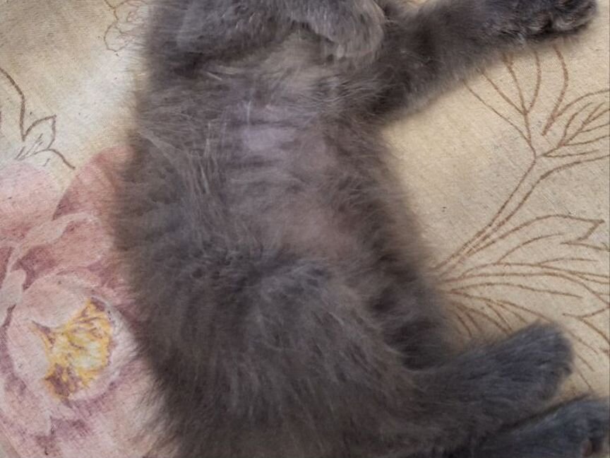 Котёнок серенький