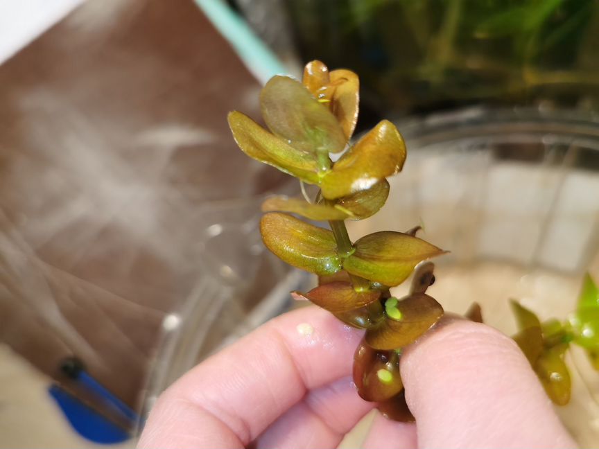 Растения для аквариума