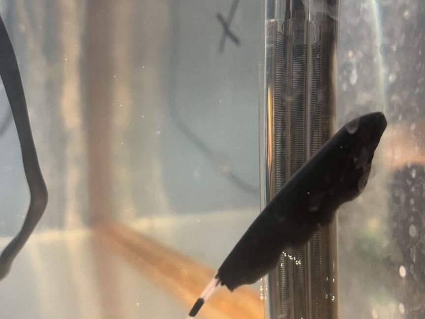 Аптеронот белокаймовый (черный нож)