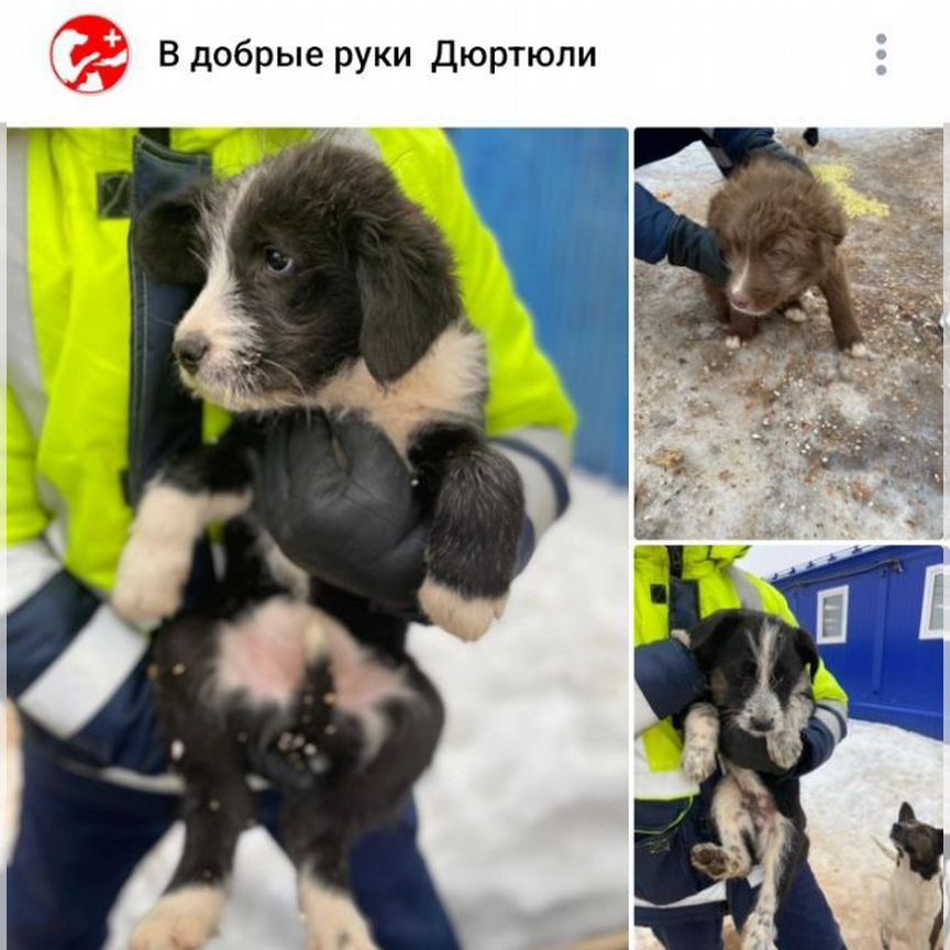 В добрые-добрые руки