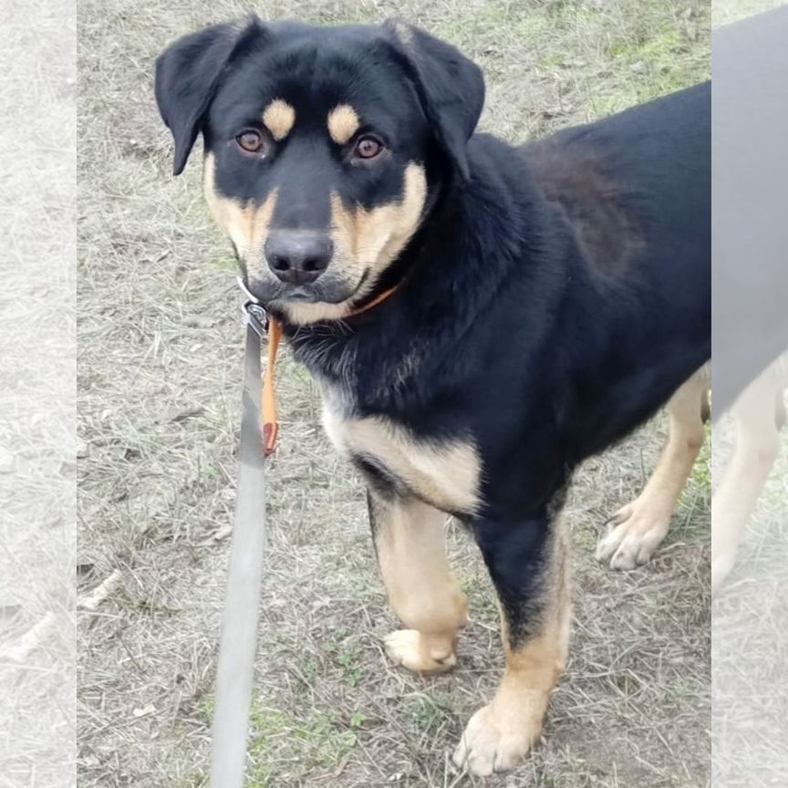 Пёс Дик в добрые руки