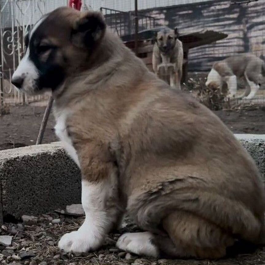 Щенки кавказского волкодава