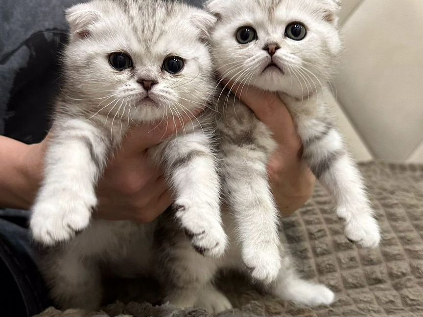 Шотландская вислоухие котята