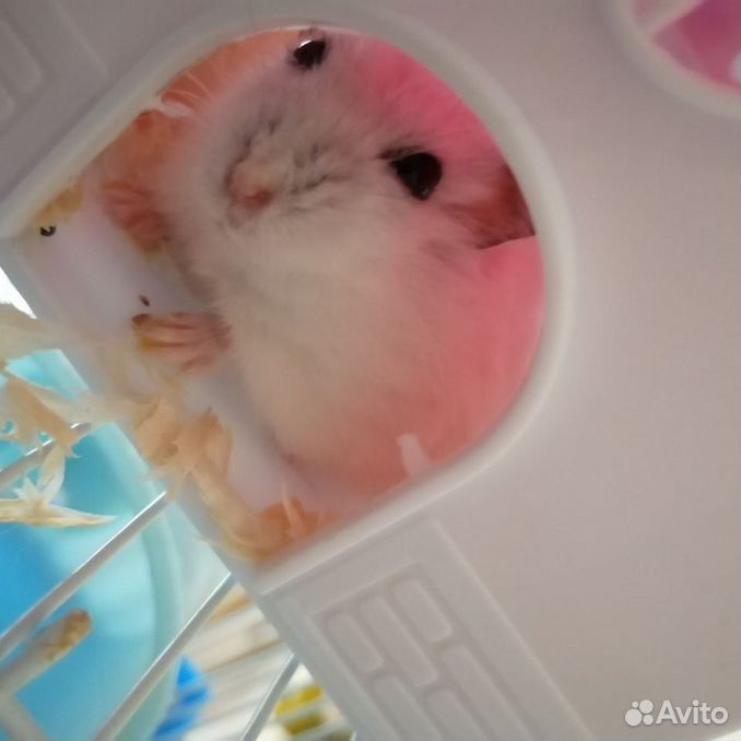 Белый сирийский хомяк
