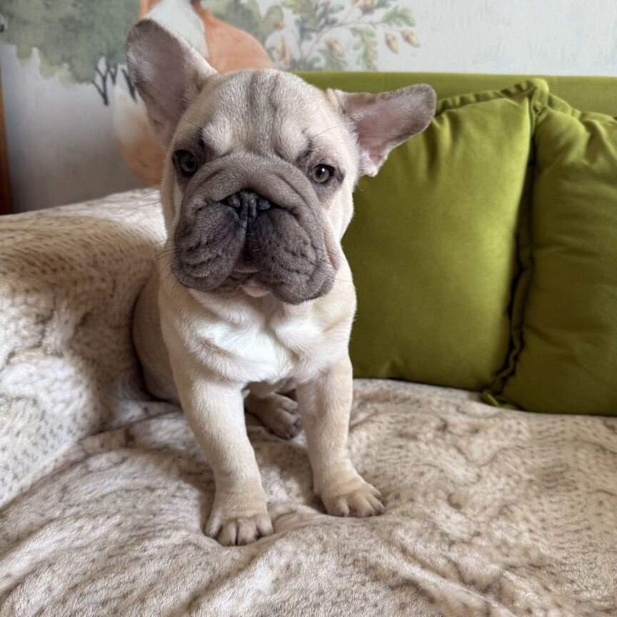 Французский бульдог Бигроп