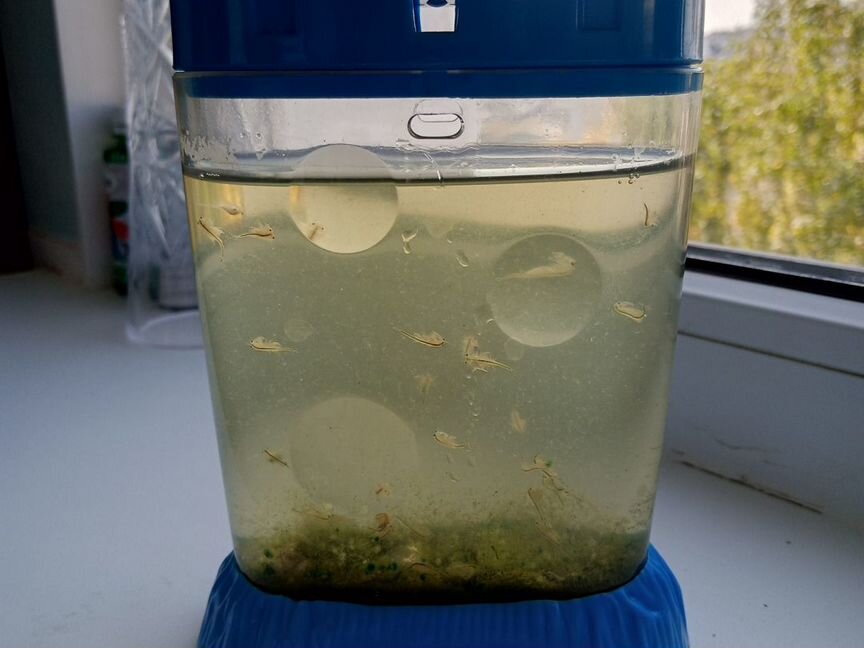 Мини аквариум с морскими обезьянками (артемией)